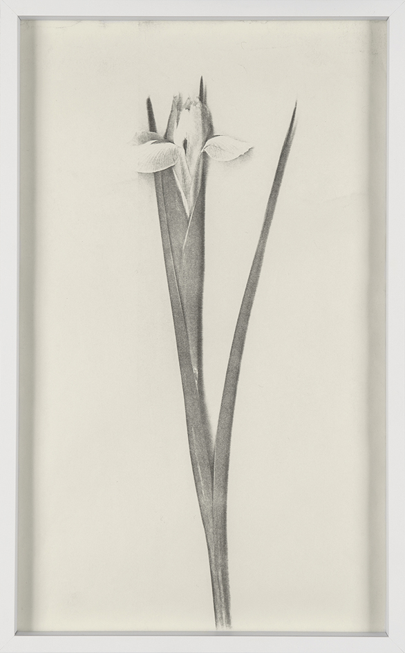 Pati Hill ;Air de Paris